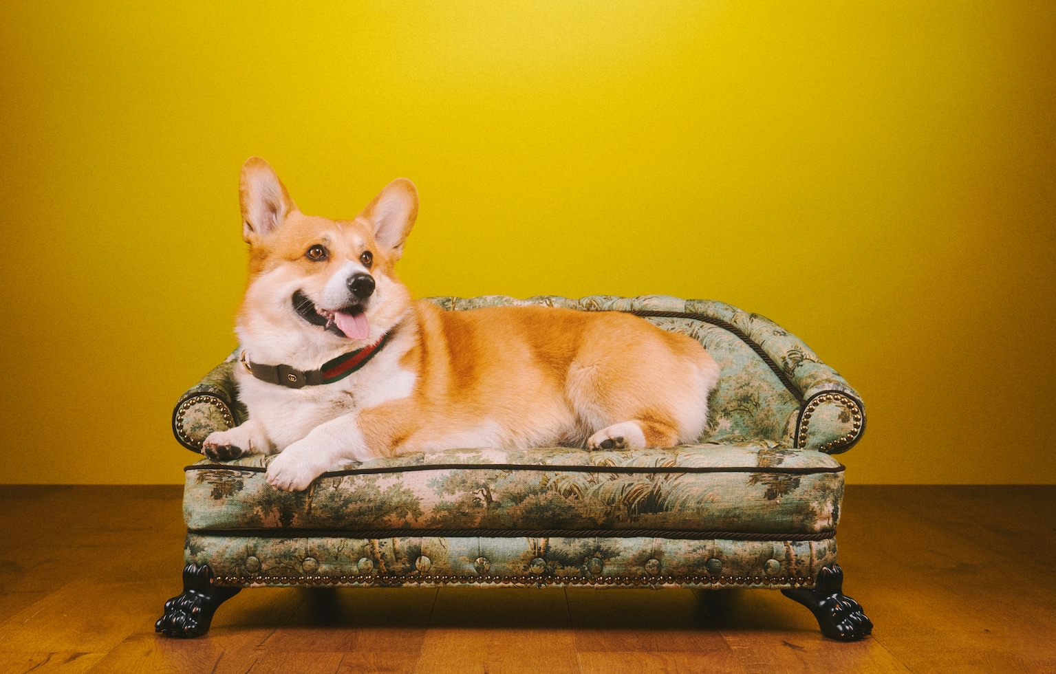 The Gucci Pet Collection is unveiled through a series of pet portraits ...