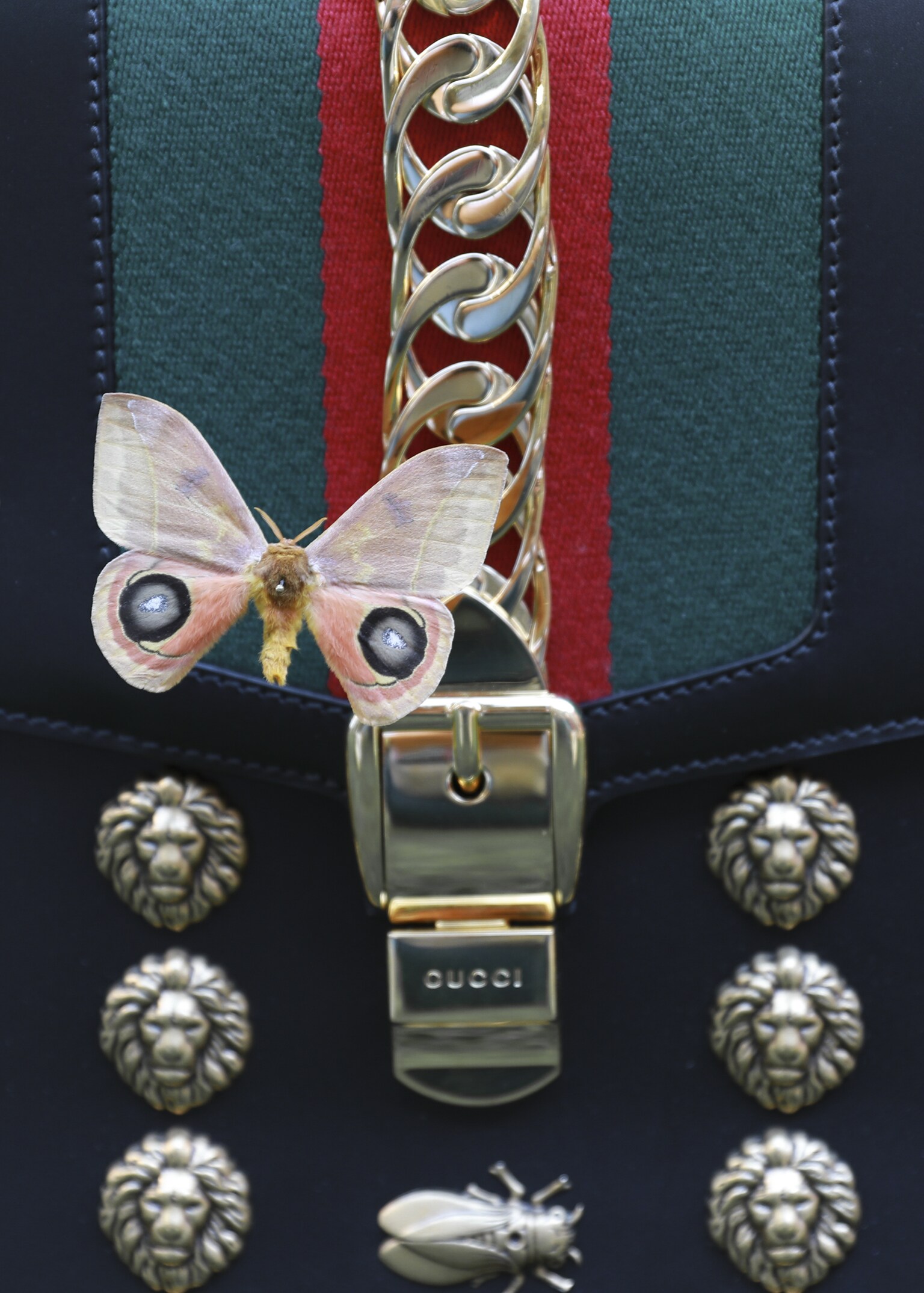 Insect breeder Adrian Kozakiewicz introduces some of the invertebrates ...