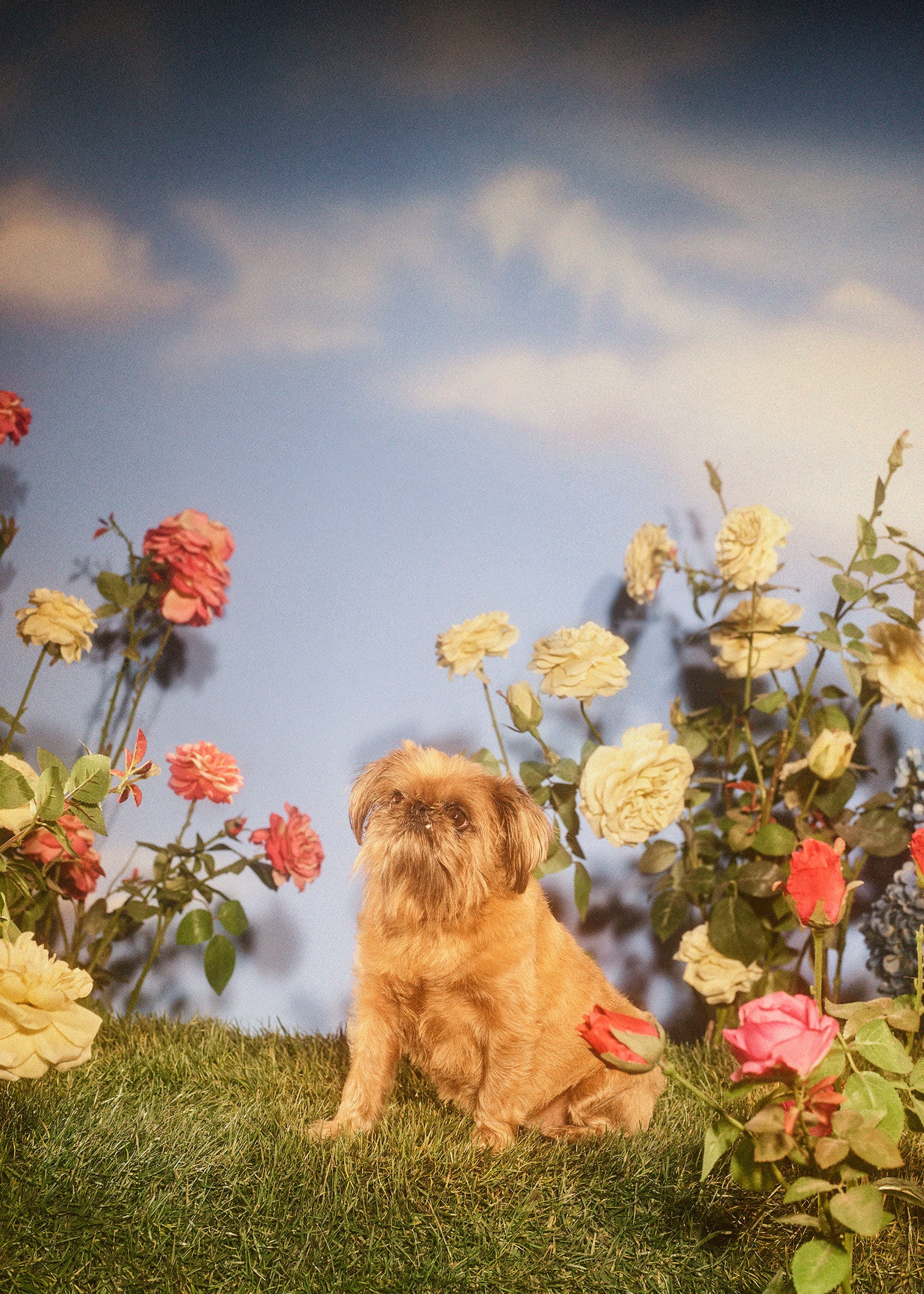 Shot by Petra Collins, a lineup of dogs to celebrate the Year of the ...