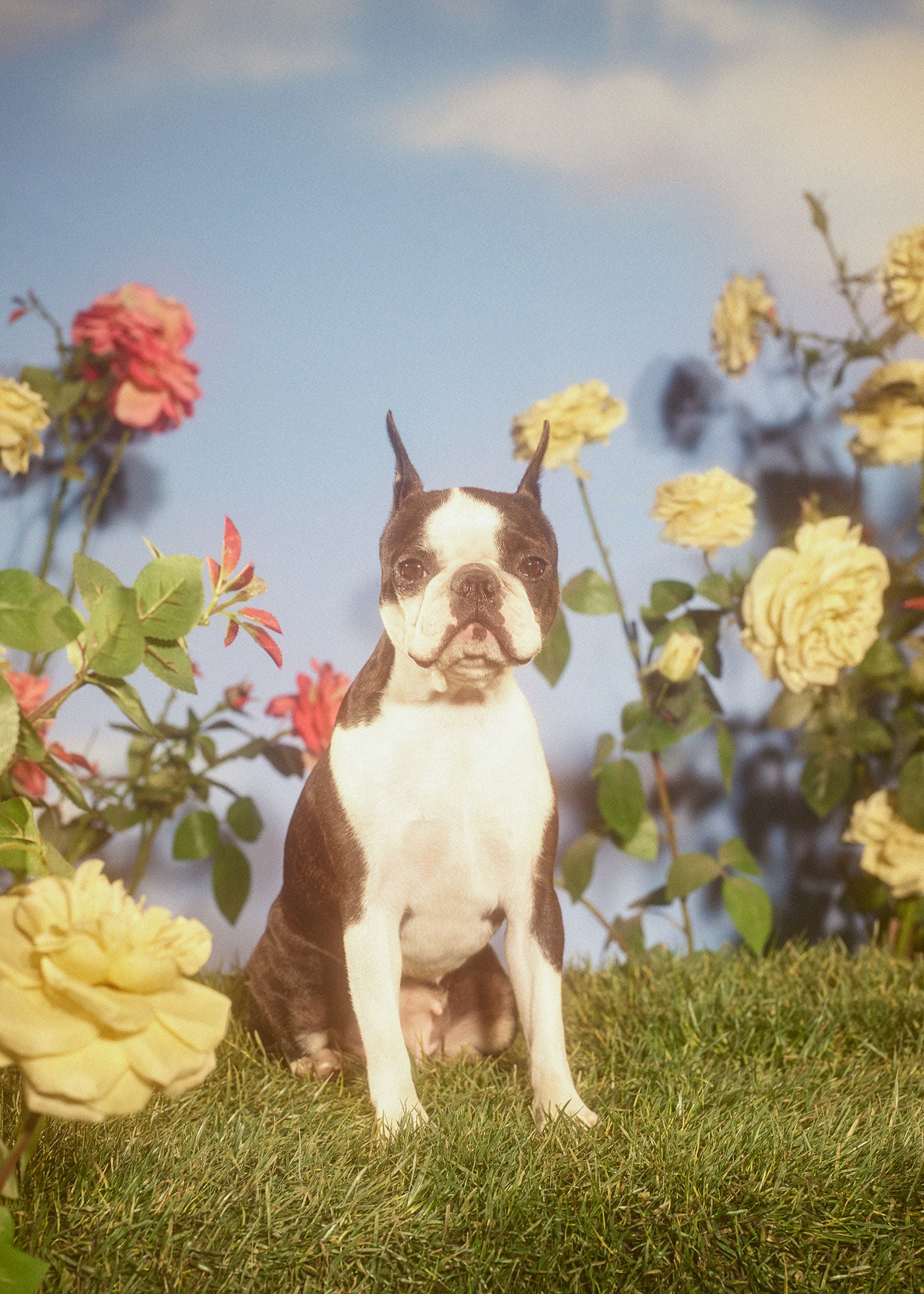 Shot by Petra Collins, a lineup of dogs to celebrate the Year of the ...