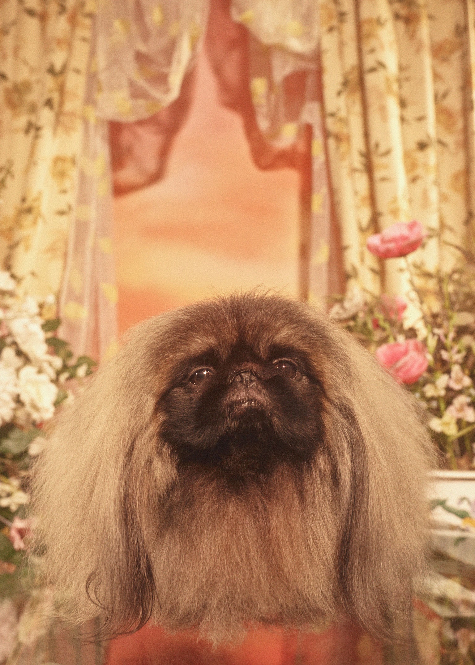 Shot by Petra Collins, a lineup of dogs to celebrate the Year of the ...