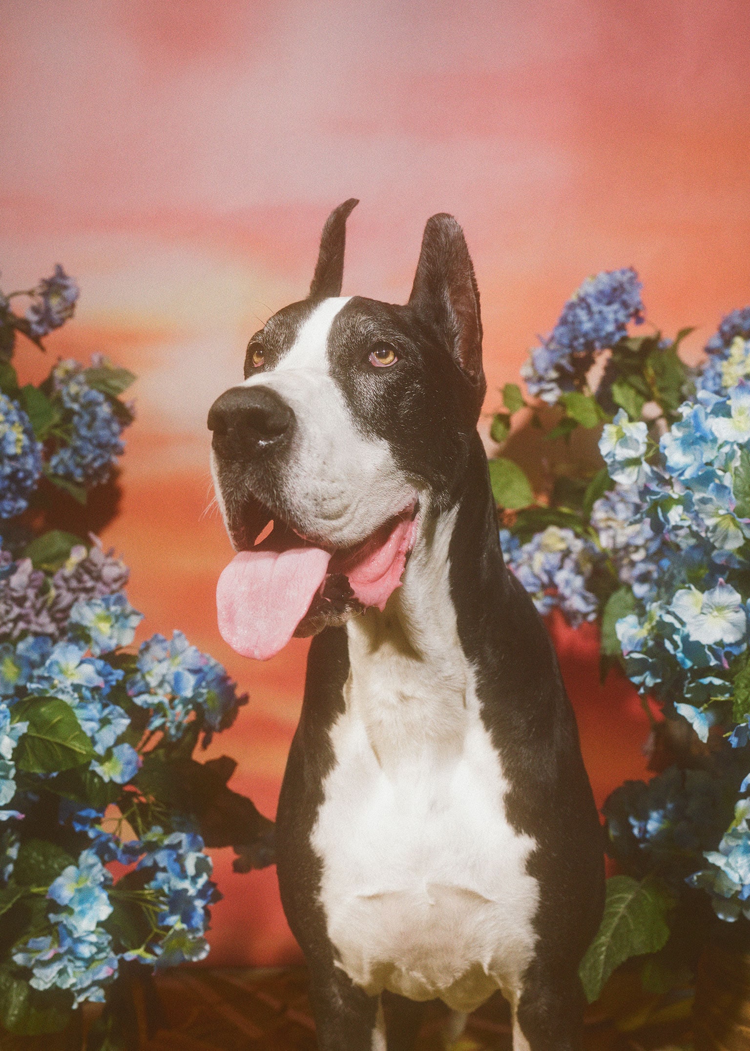 Shot by Petra Collins, a lineup of dogs to celebrate the Year of the ...