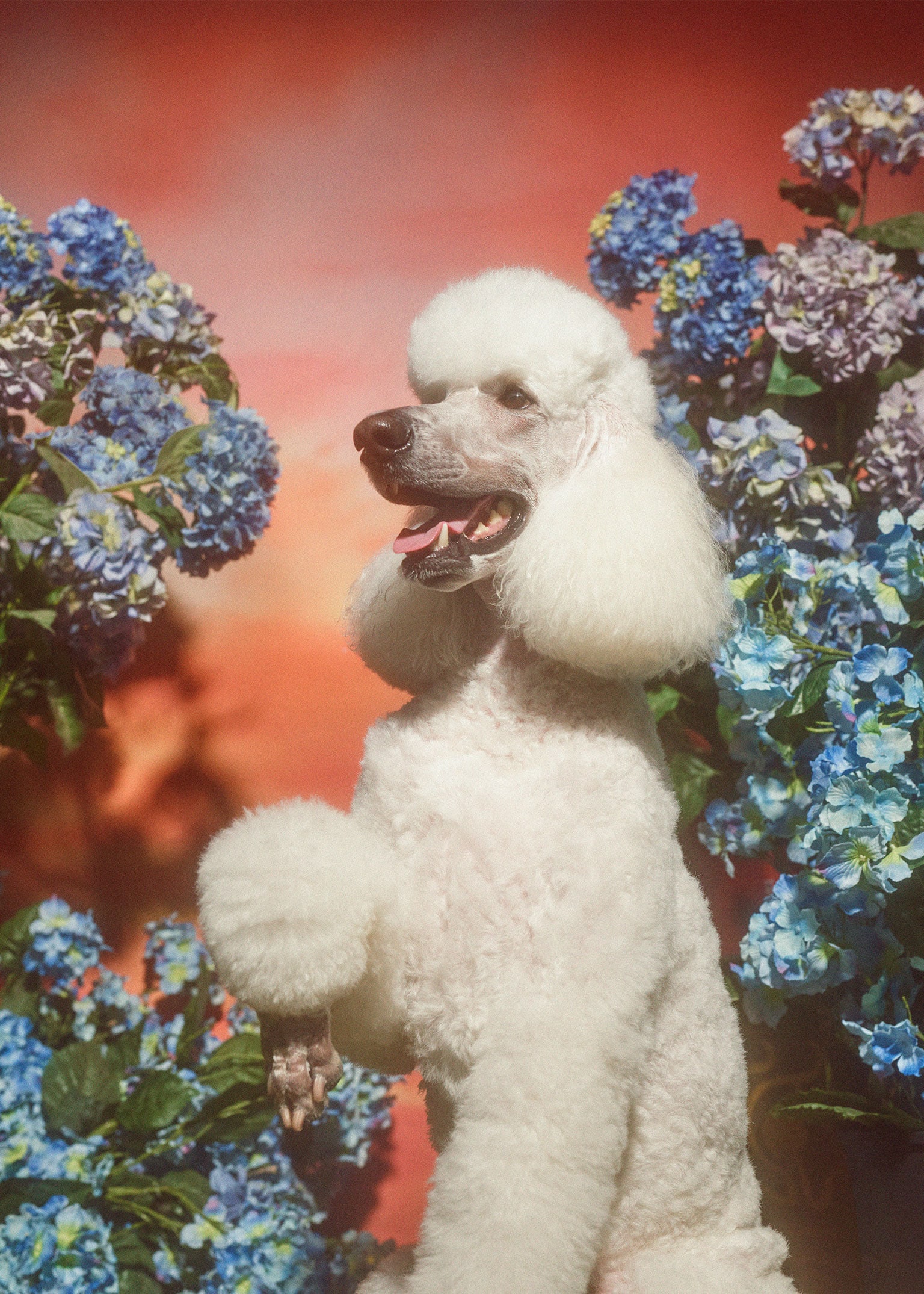 Shot by Petra Collins, a lineup of dogs to celebrate the Year of the ...