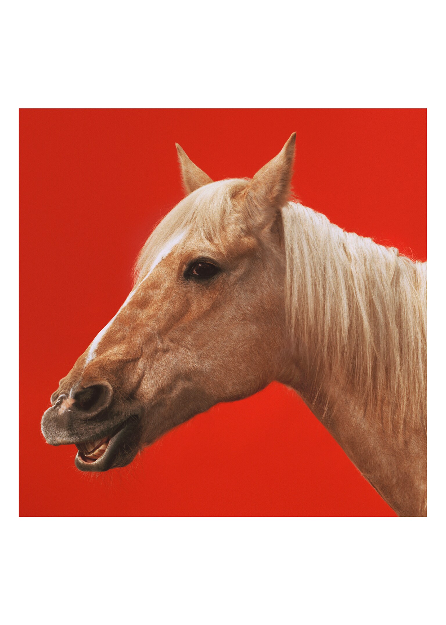 Introducing Fad, Tornado and Terremoto—meet some of the horses from ...