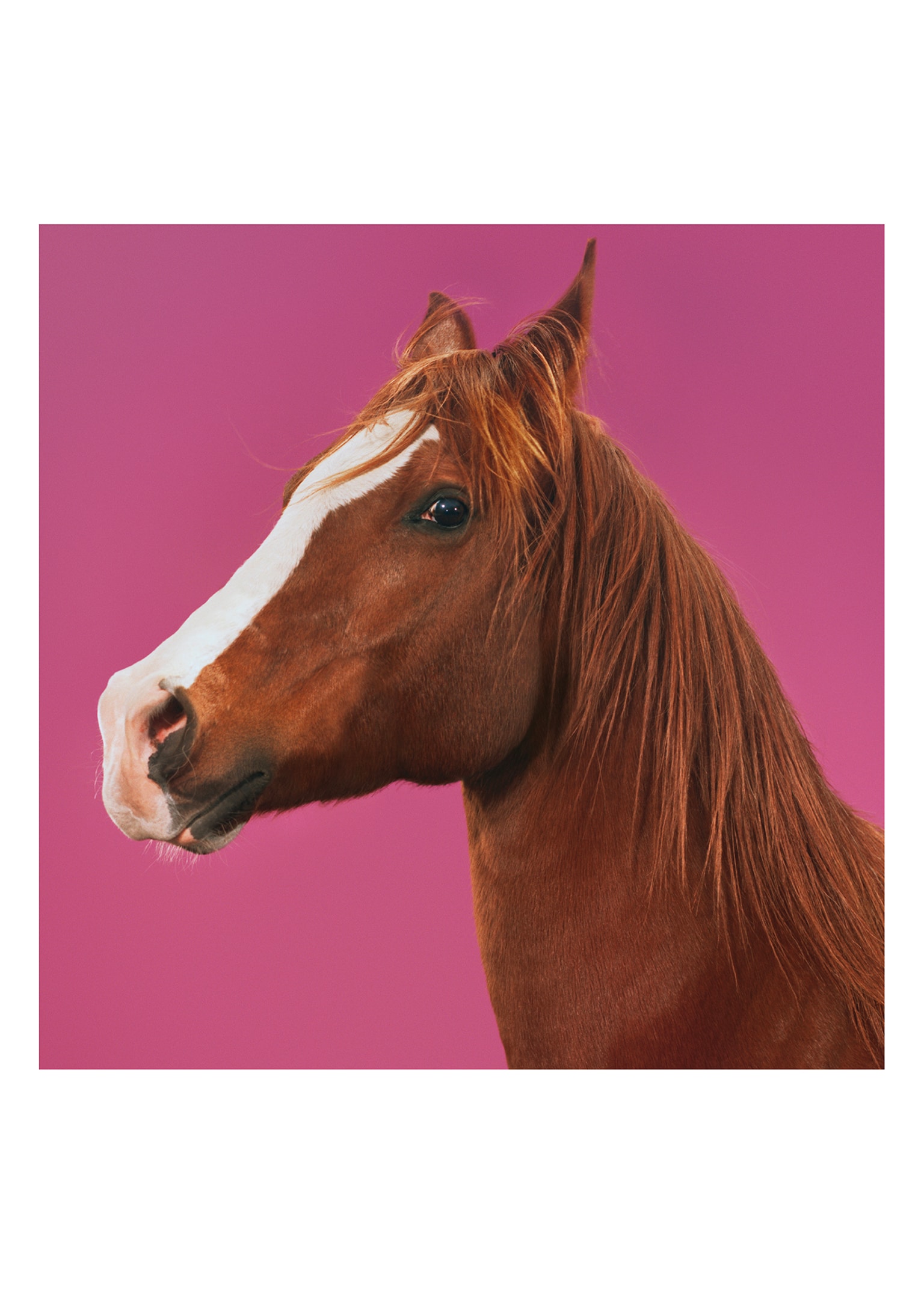 Introducing Fad, Tornado and Terremoto—meet some of the horses from ...