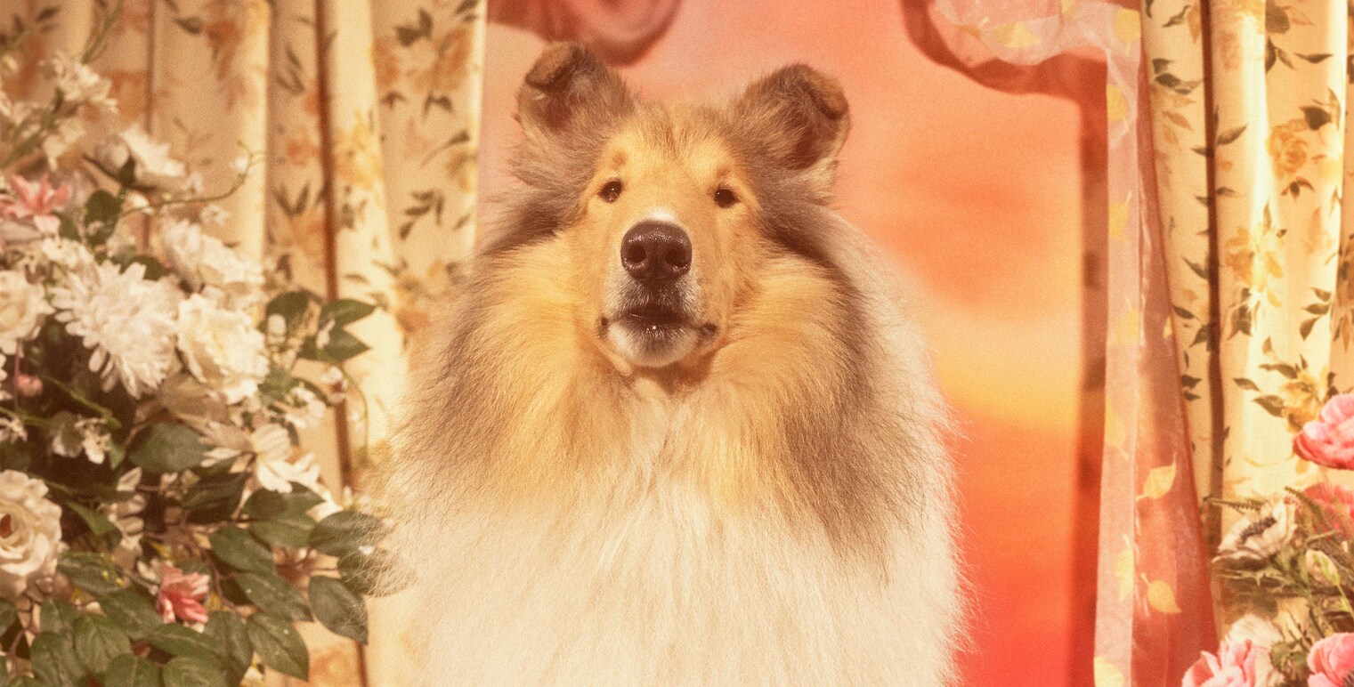 Shot by Petra Collins, a lineup of dogs to celebrate the Year of the ...