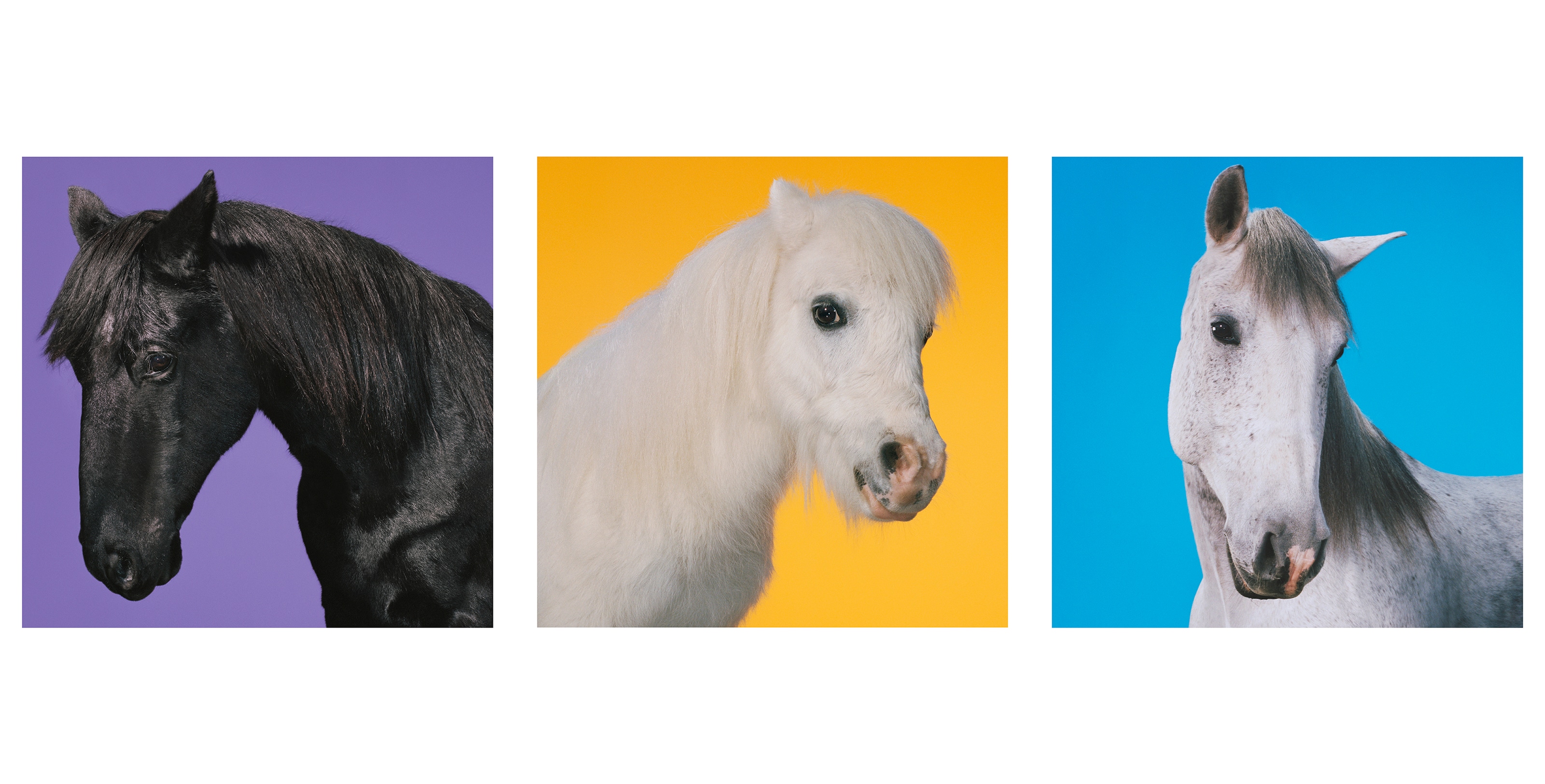 Introducing Fad, Tornado and Terremoto—meet some of the horses from ...