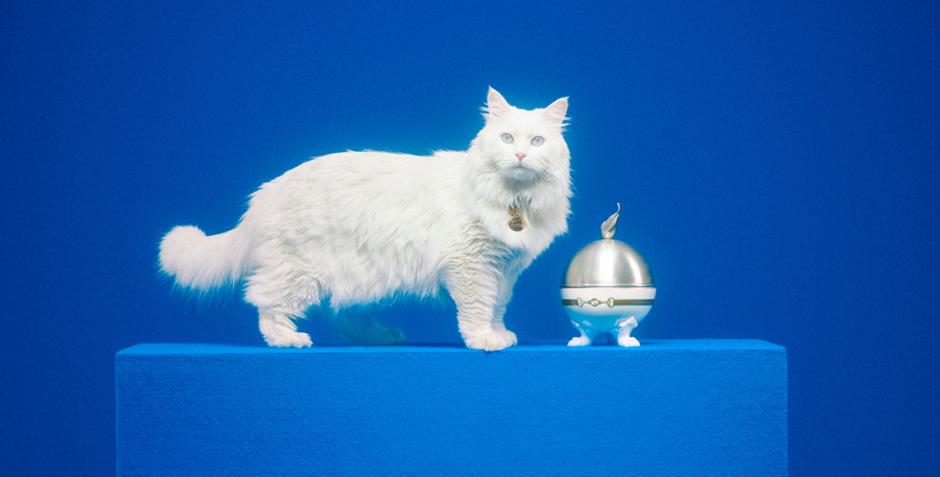 The Gucci Pet Collection is unveiled through a series of pet portraits ...