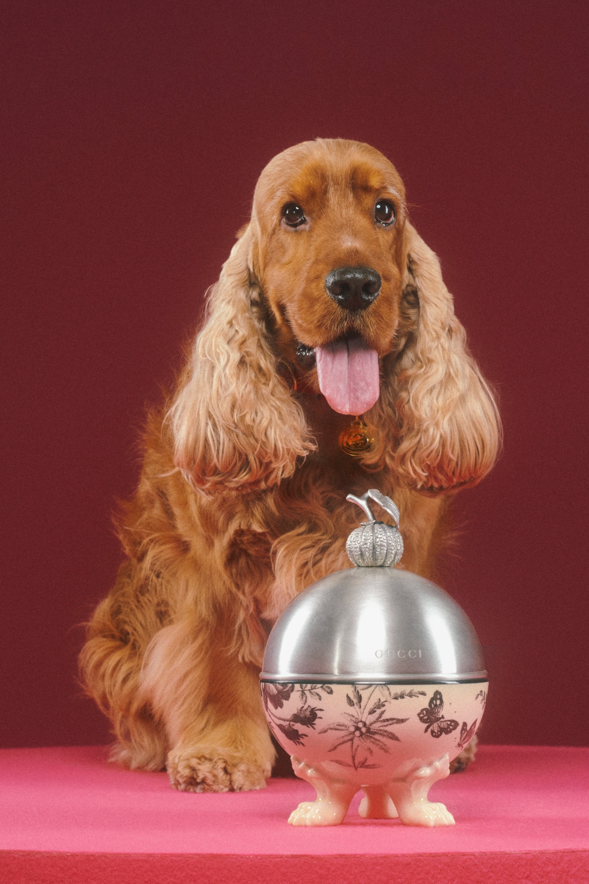 The Gucci Pet Collection is unveiled through a series of pet portraits ...