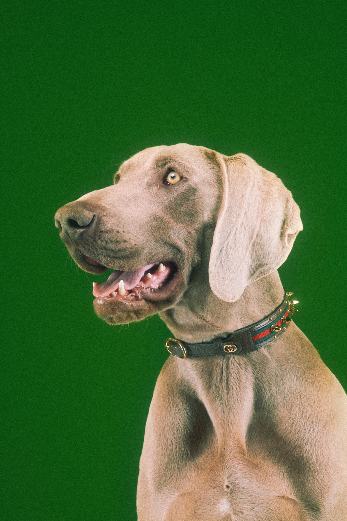 The Gucci Pet Collection is unveiled through a series of pet portraits ...