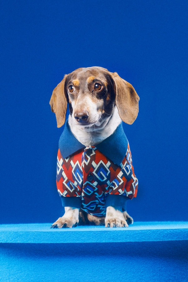 The Gucci Pet Collection is unveiled through a series of pet portraits ...