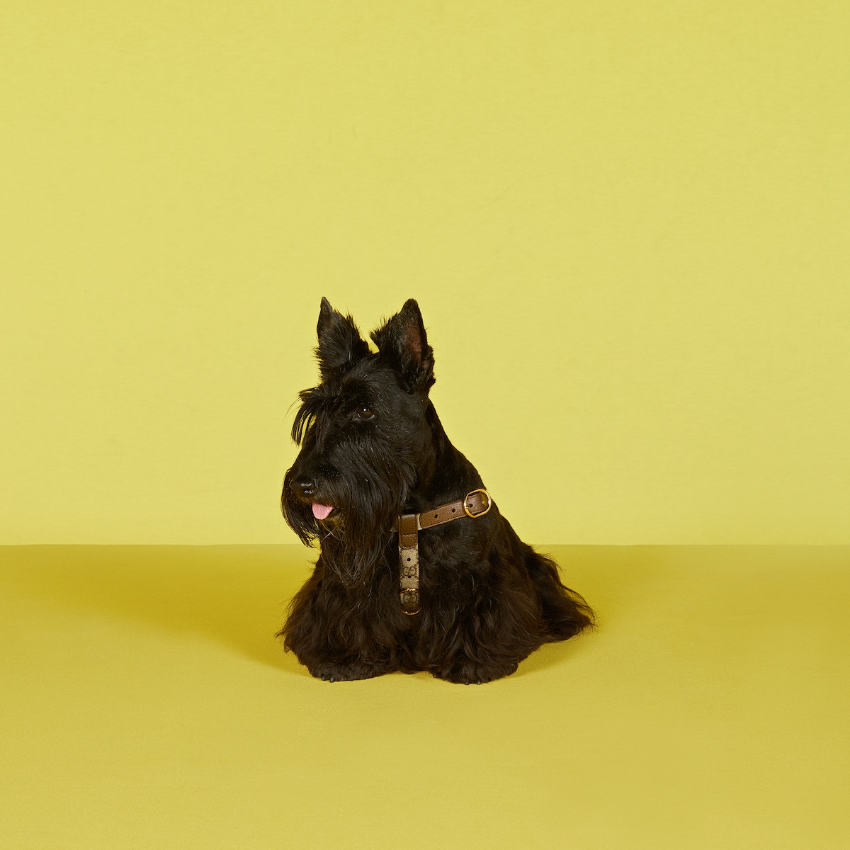 Small/medium pet harness in beige and ebony canvas | GUCCI® SG