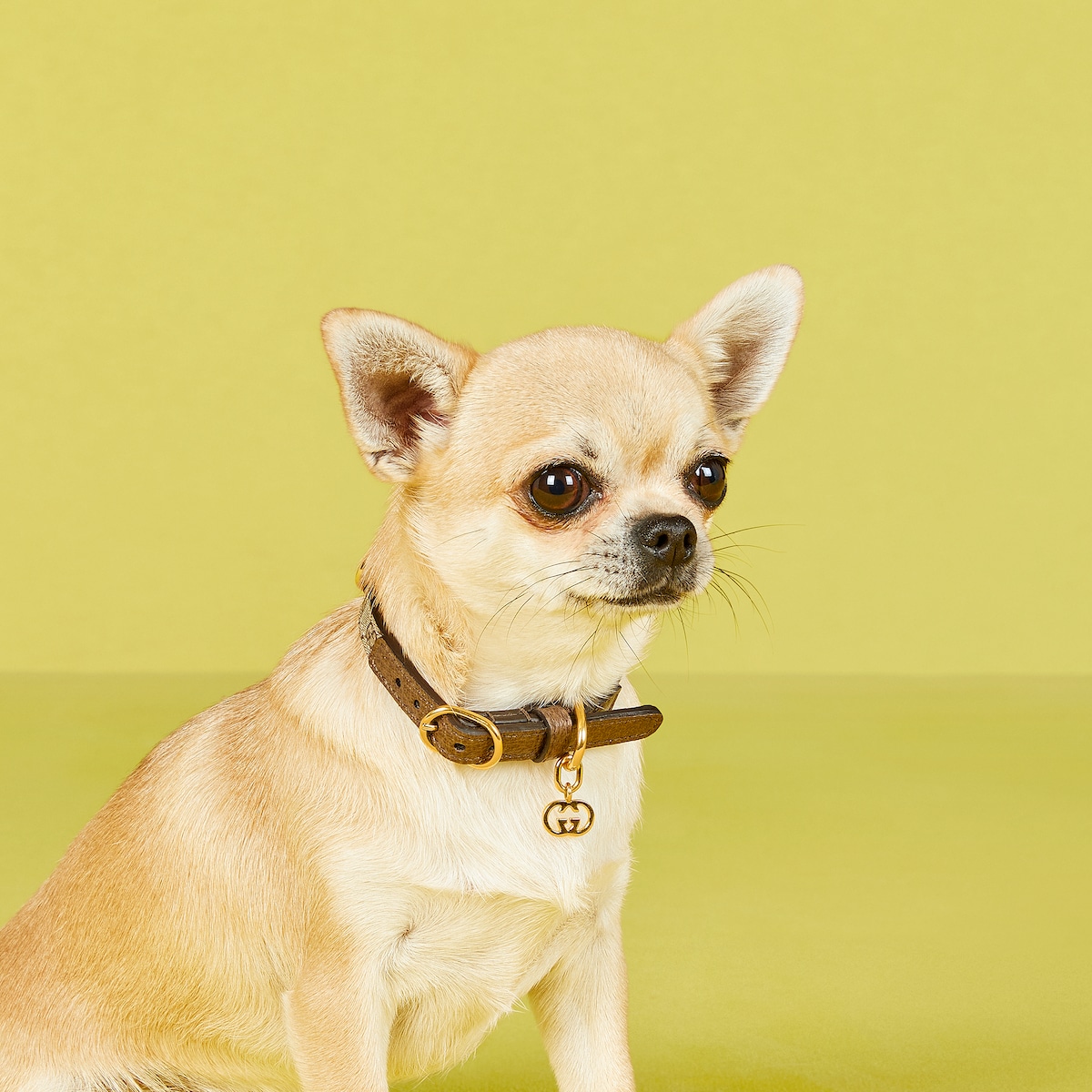 Extra-small pet collar in beige and ebony canvas | GUCCI® US