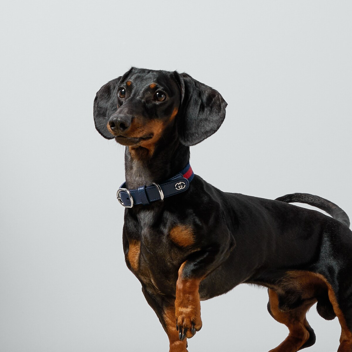 Small/medium pet collar in blue and red fabric | GUCCI® UK