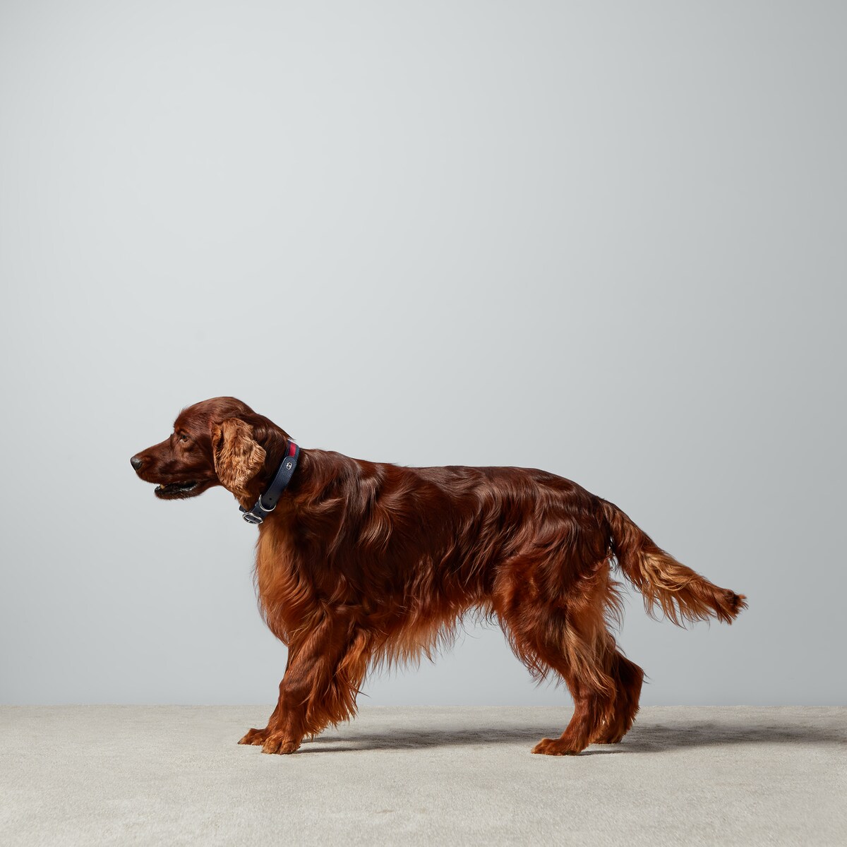Large/extra-large pet collar in blue and red fabric | GUCCI® US