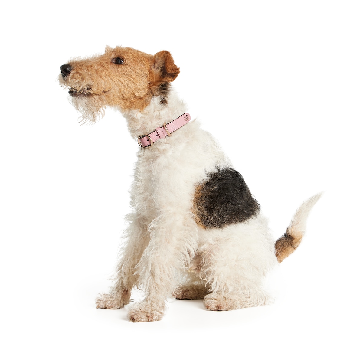 Small/medium collar in powder pink fabric | GUCCI® US