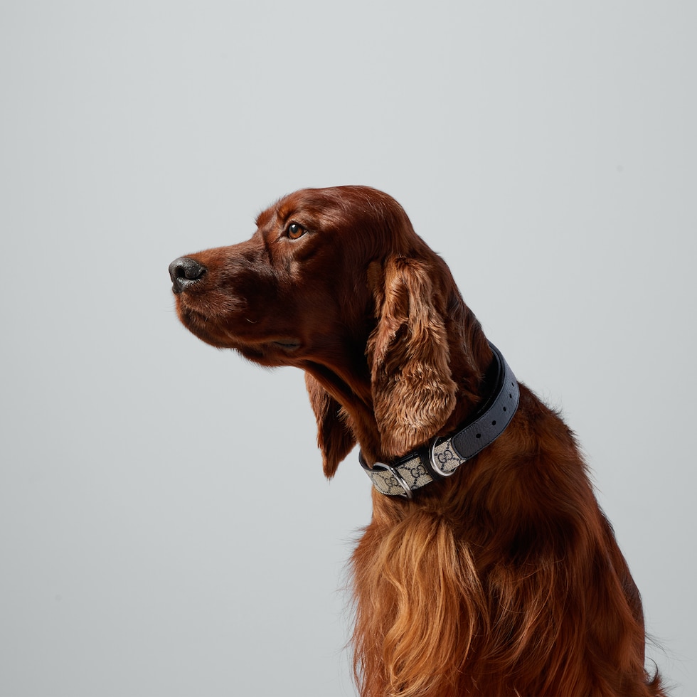 Large/extra-large pet collar in beige and blue Supreme | GUCCI® US