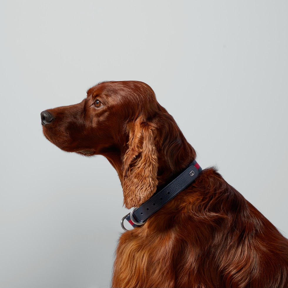 Large/extra-large pet collar in blue and red fabric | GUCCI® US