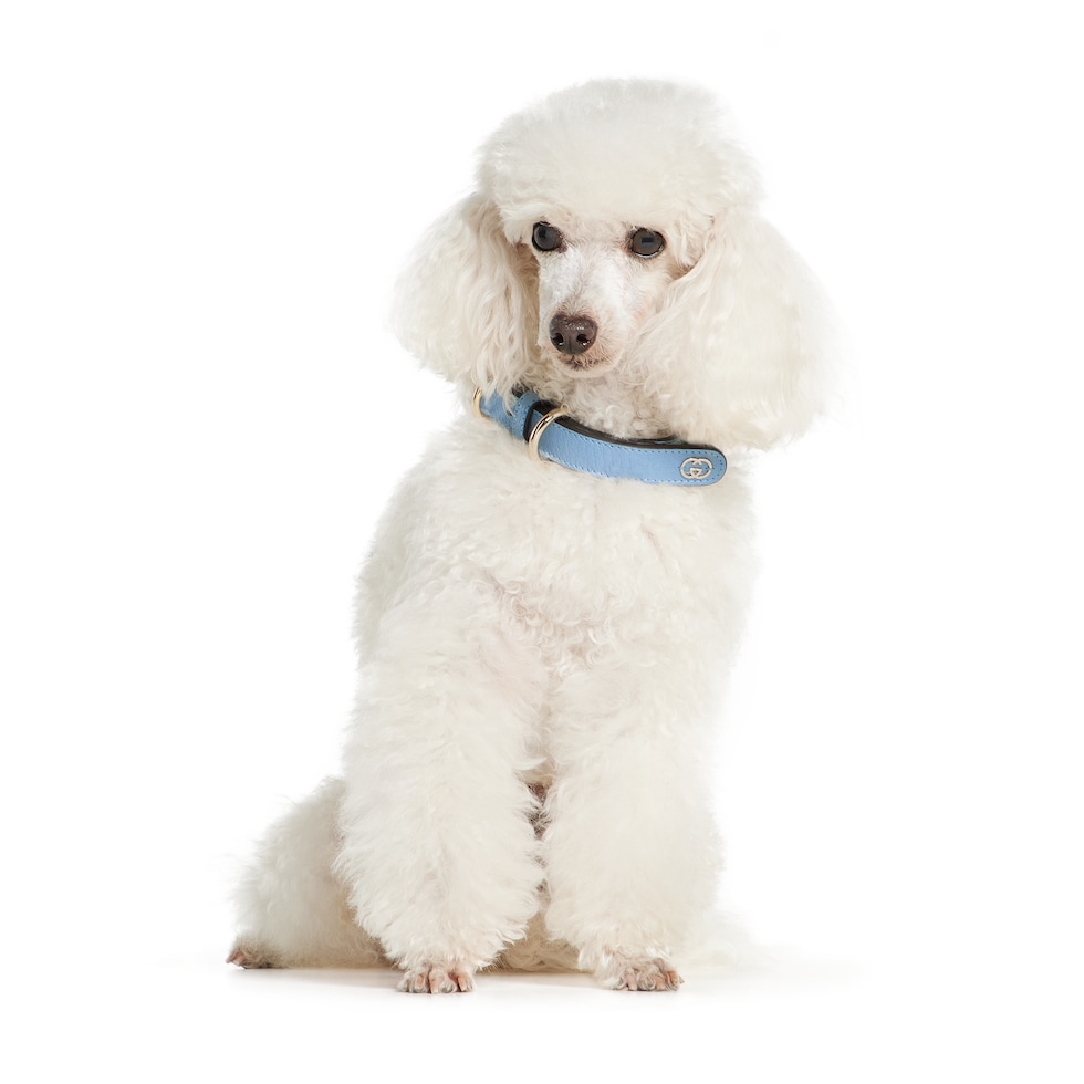 Small/medium collar in light blue fabric | GUCCI® US