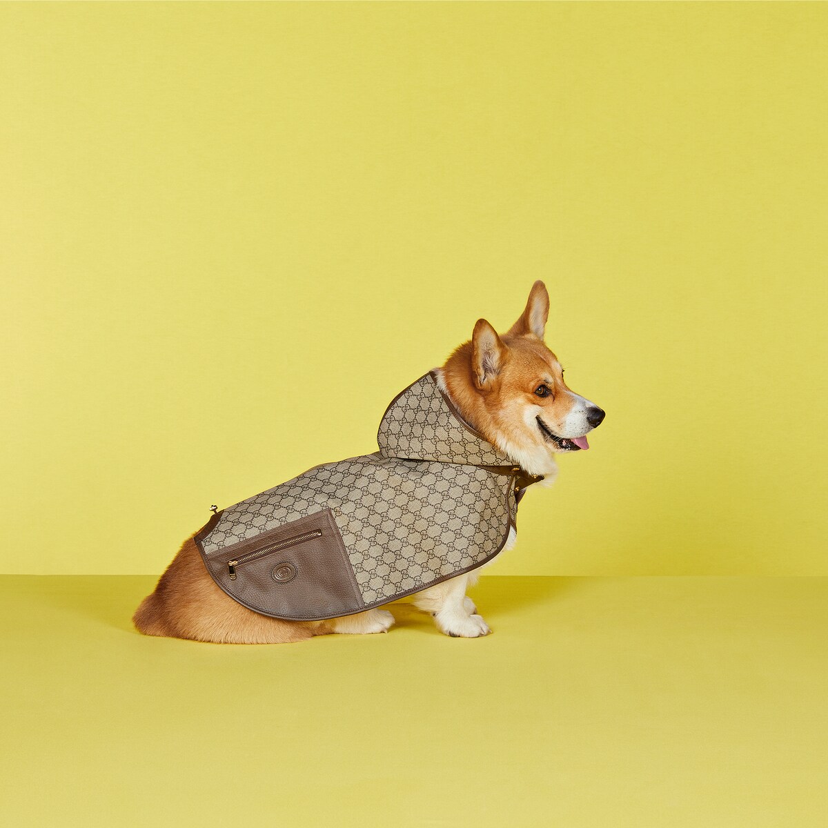 Pet GG coat in beige and ebony Supreme | GUCCI® US